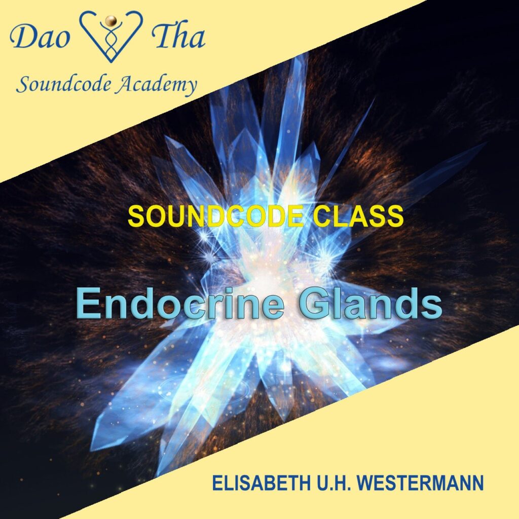Endocrine Glands (Soundcode class) – Dao-Tha Soundcode Academy